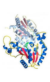 Que Sont Les Protéines? | Définition de Protéines | Protéines